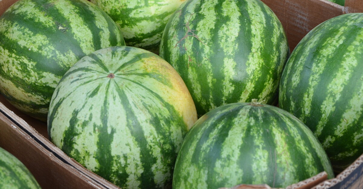 Choosing the Right Size Produce Bins for Your Crops
